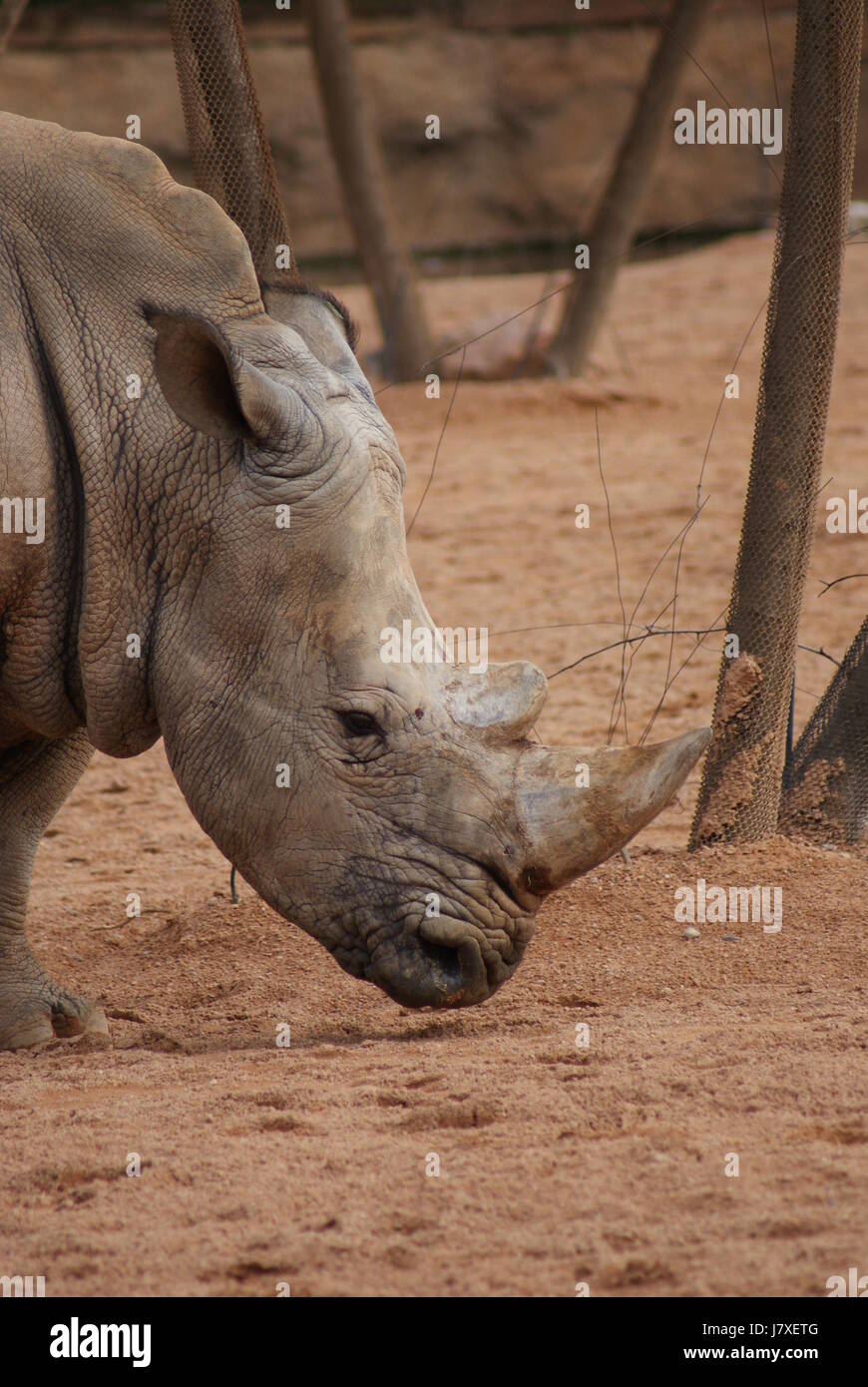 big large enormous extreme powerful imposing immense relevant animal ...