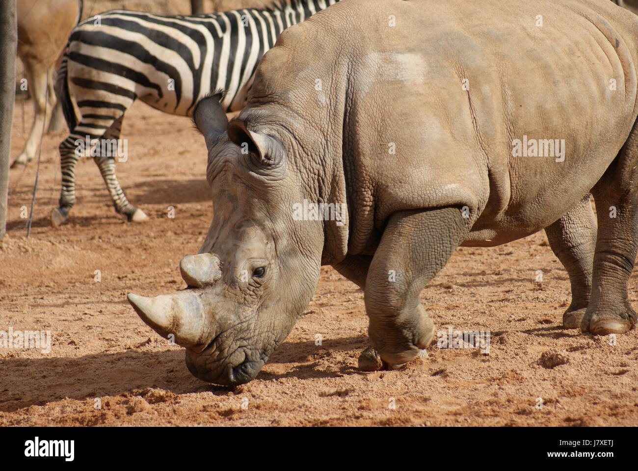 big large enormous extreme powerful imposing immense relevant animal ...