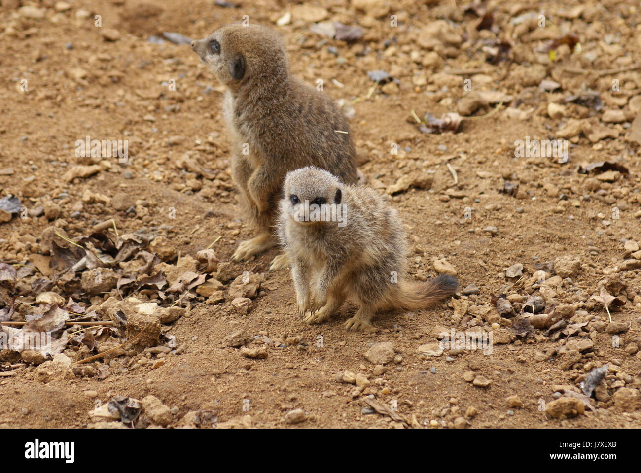 desert wasteland mammal africa standing African meerkat meerkats nature ...