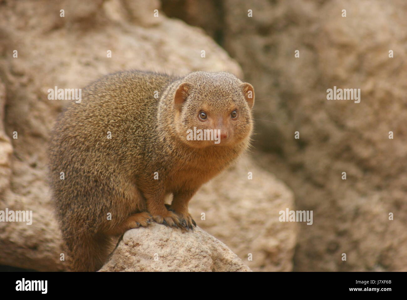 animal brown brownish brunette wild africa small tiny little short ...