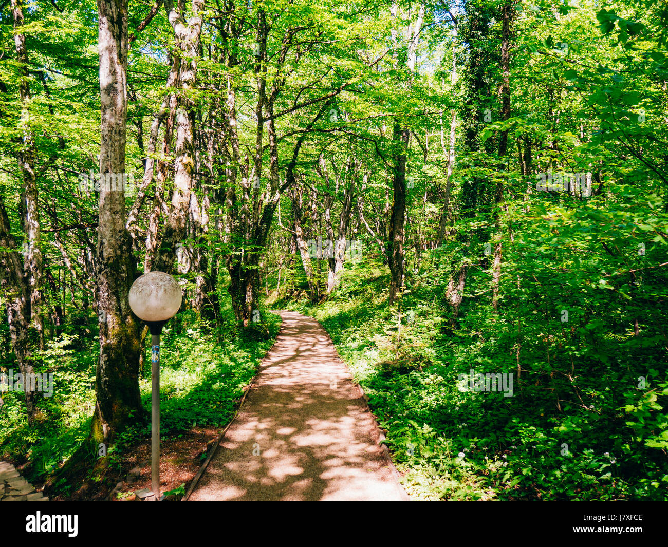 The path in the woods. The road running through the forest, the Stock ...