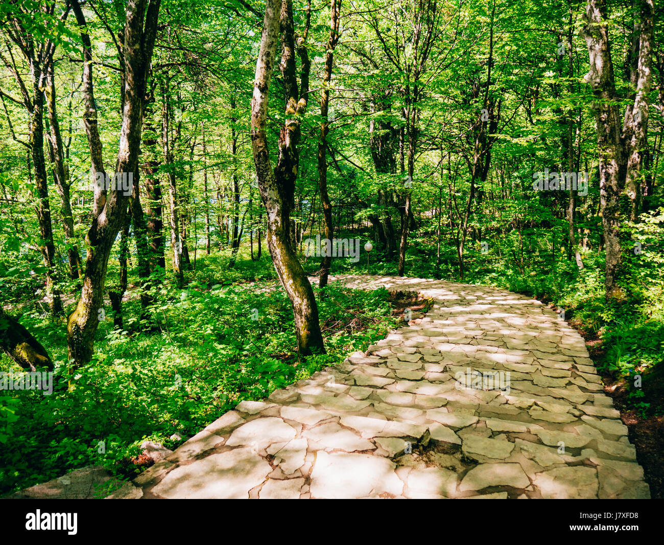 The path in the woods. The road running through the forest, the Stock ...