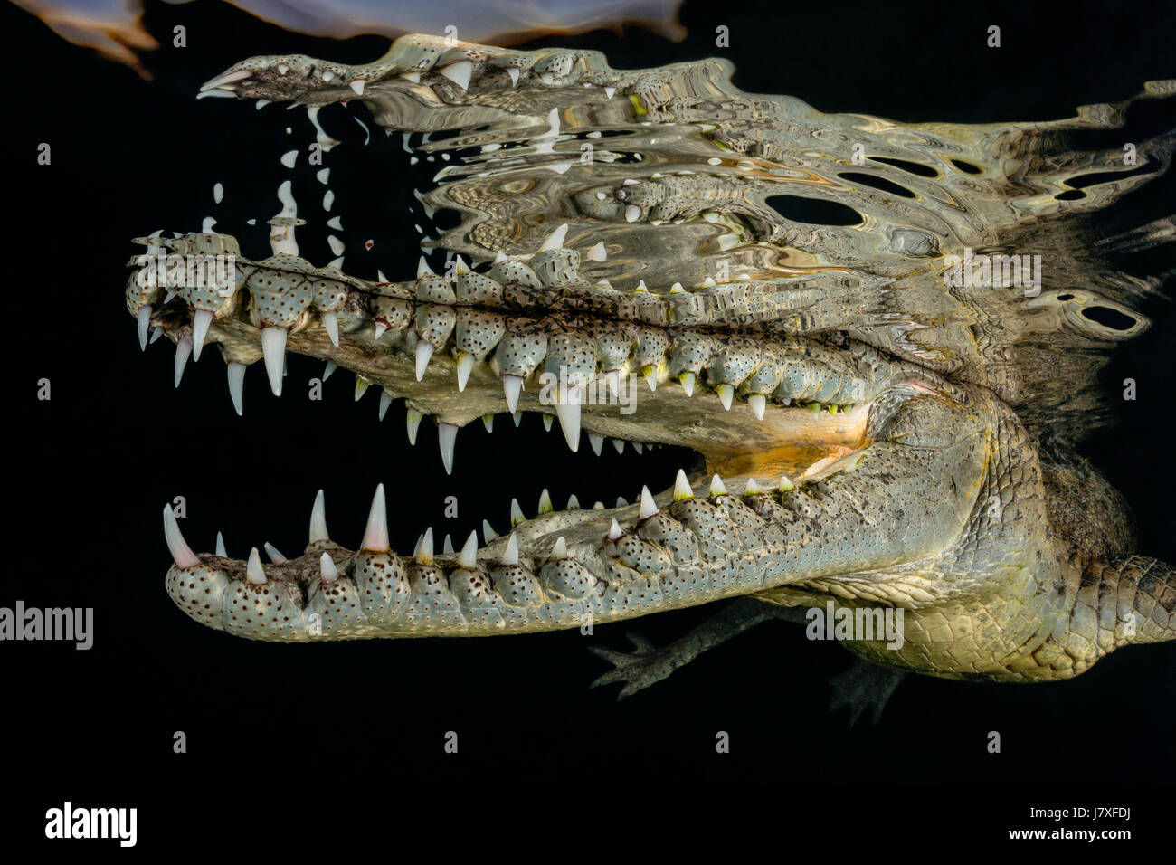 American crocodile crocodylus acutus hi-res stock photography and ...
