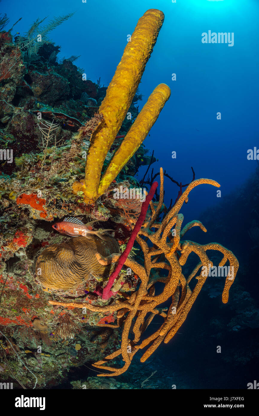 Yellow Tube Sponge, Aplysina fistularis, Jardines de la Reina, Cuba ...