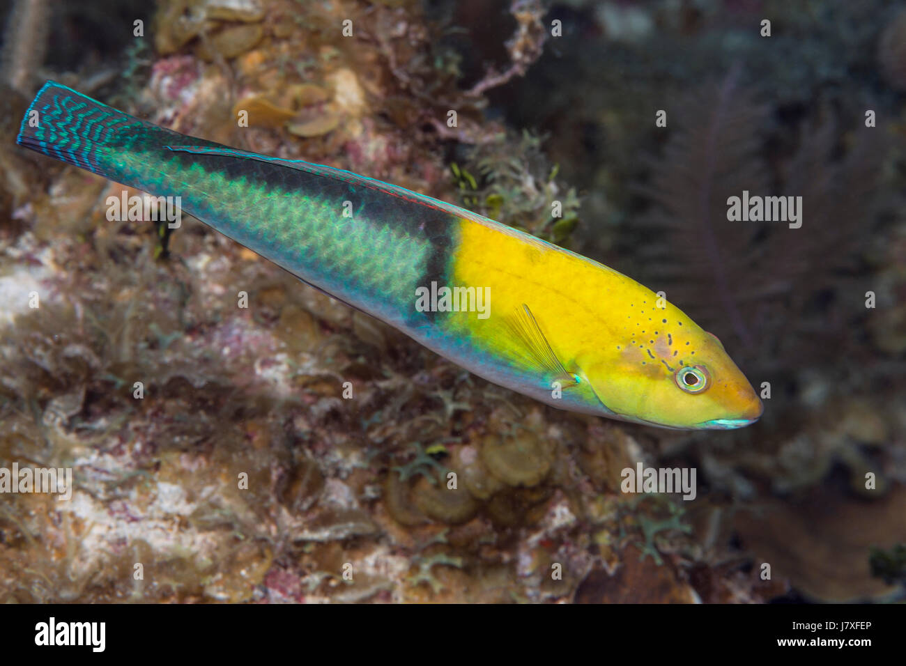 Yellowhead wrasse hi-res stock photography and images - Alamy