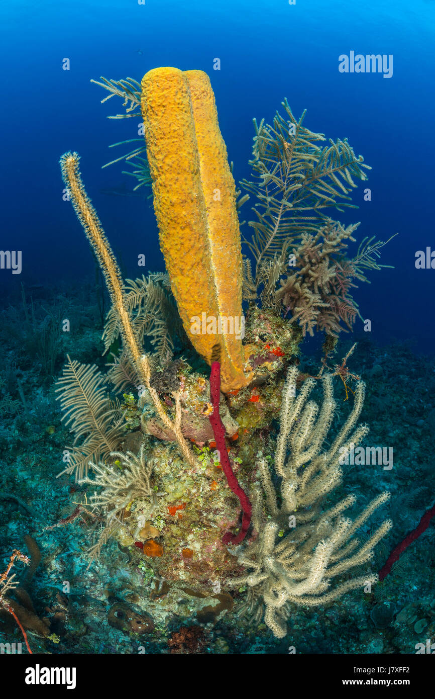 Yellow Tube Sponge, Aplysina fistularis, Jardines de la Reina, Cuba ...