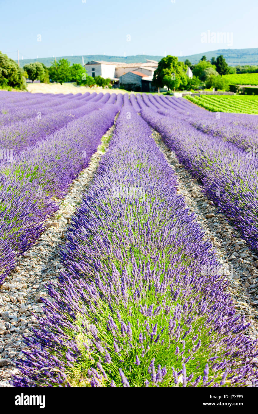 france arrangement flower plant agriculture farming field flowers flora ...