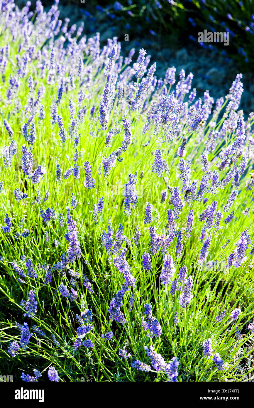 france flower plant agriculture farming field flowers flora botany ...
