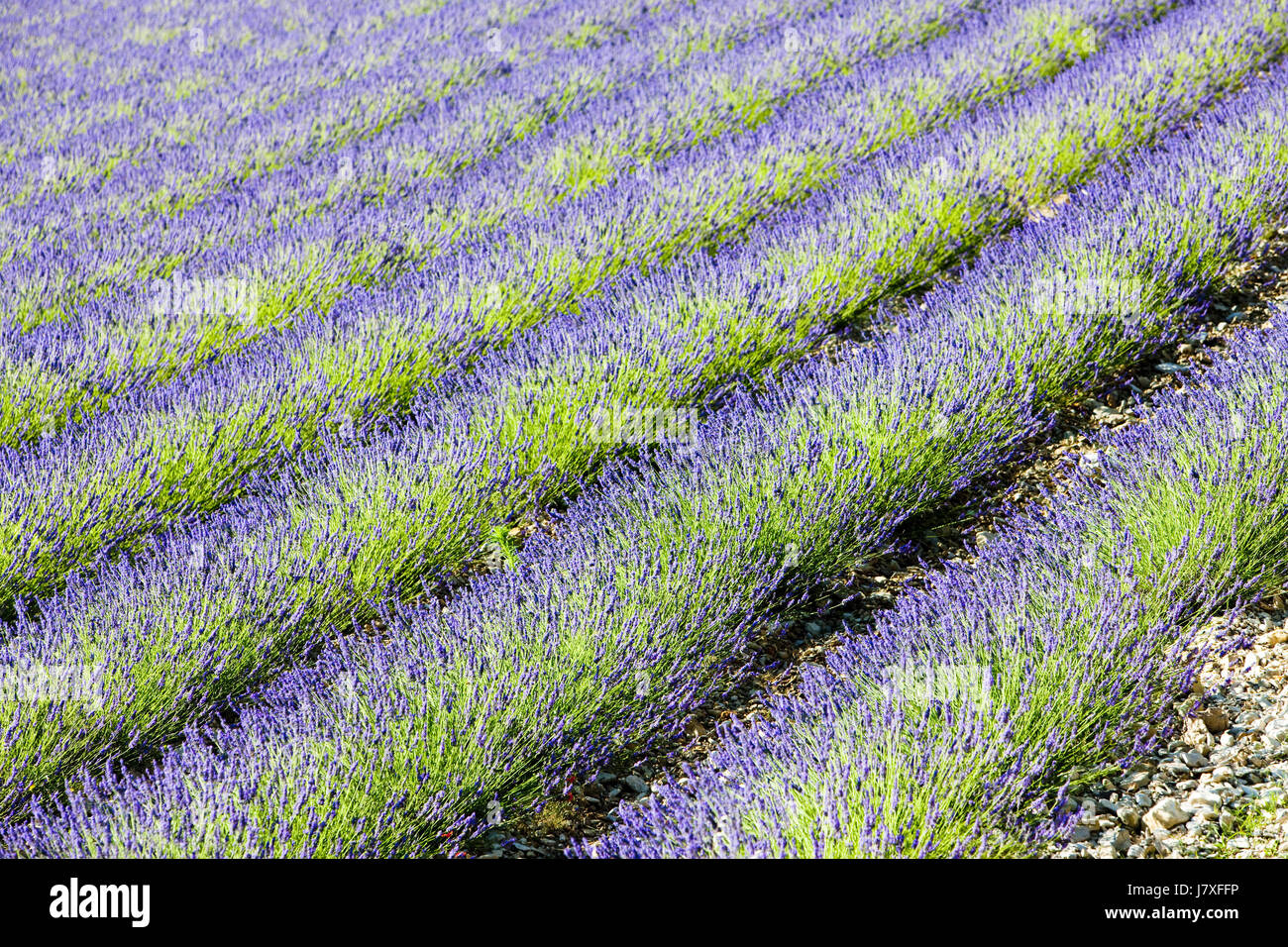 france arrangement flower plant agriculture farming field flowers flora ...