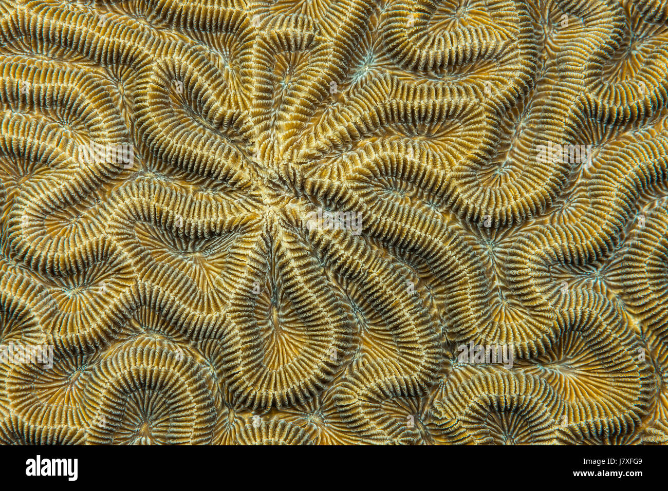 Brain Coral, Diploria sp., Jardines de la Reina, Cuba Stock Photo - Alamy