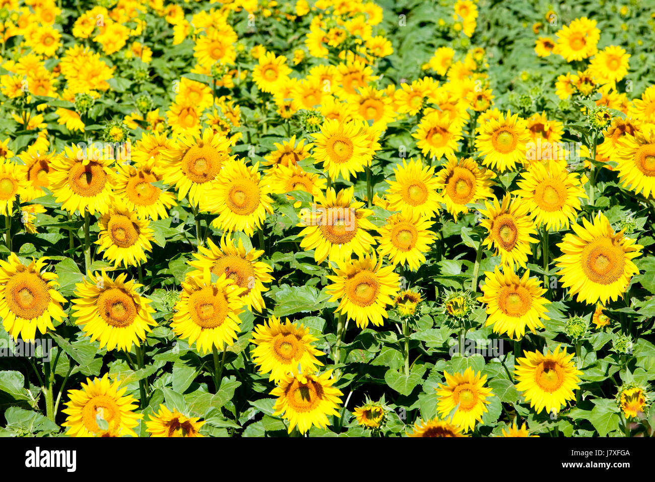 france flower plant agriculture farming field flowers flora botany ...