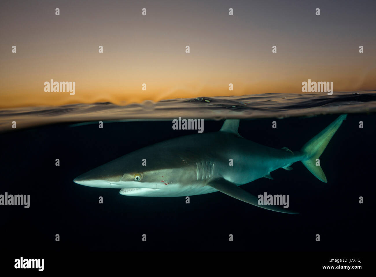 Silky Shark, Carcharhinus falciformis, Jardines de la Reina, Cuba Stock ...