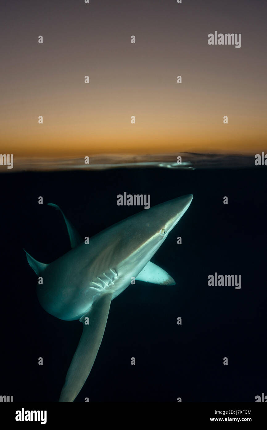 Silky Shark, Carcharhinus falciformis, Jardines de la Reina, Cuba Stock ...