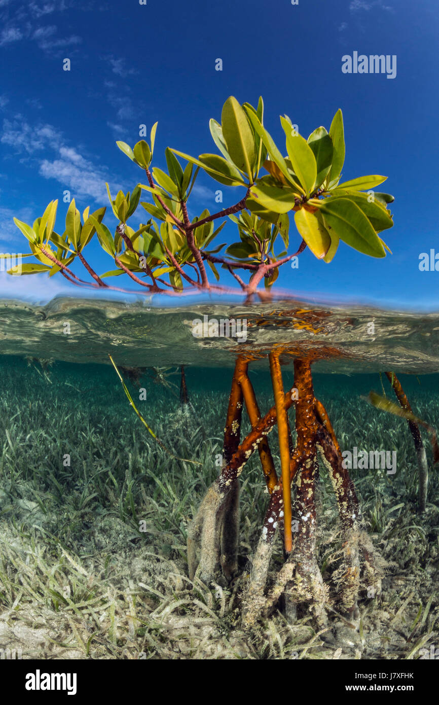La mangrove hi-res stock photography and images - Alamy