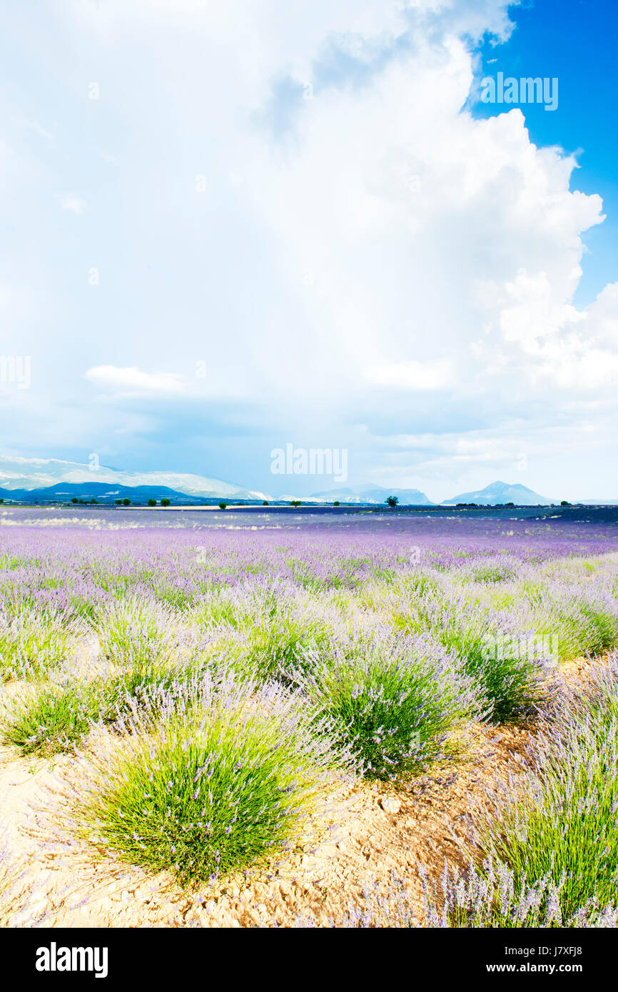 france travel flower plant agriculture farming field flowers flora ...