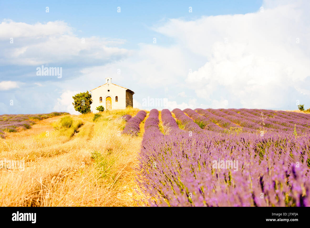 france travel church flower plant field chapel flowers flora botany ...