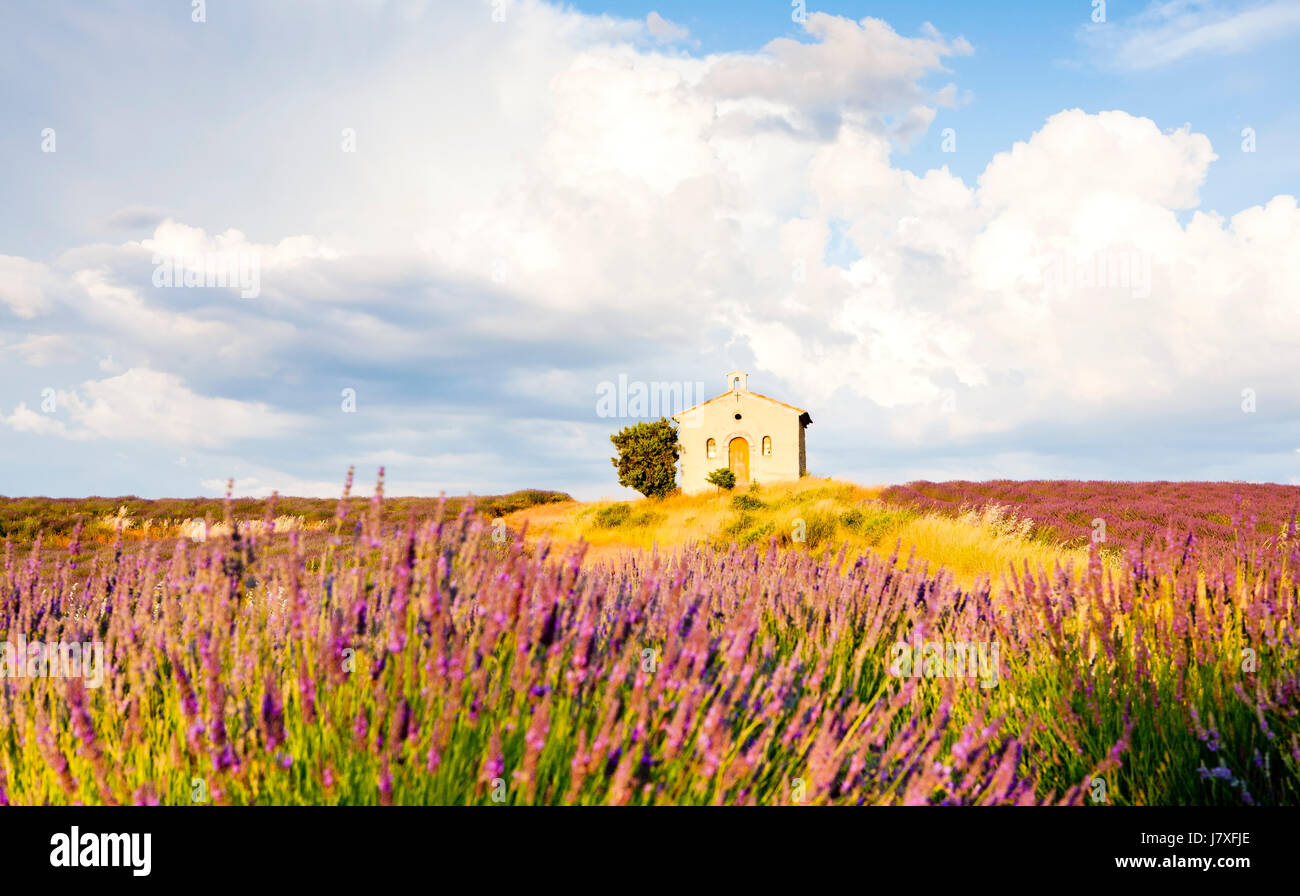 france travel church flower plant field chapel flowers flora botany ...
