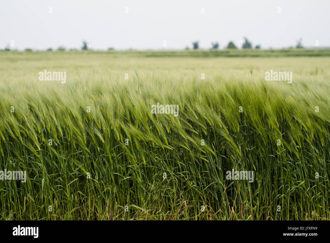 horizontal front view of green field of wheat waving in the wind in ...
