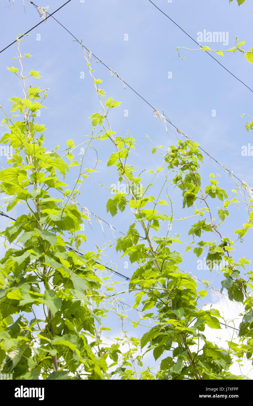detail agriculture farming field flora botany europe outdoor fields ...