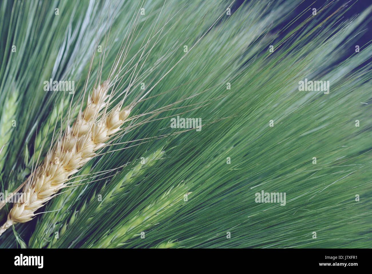 top view closeup of many fresh green and golden ripe wheat bunch ...