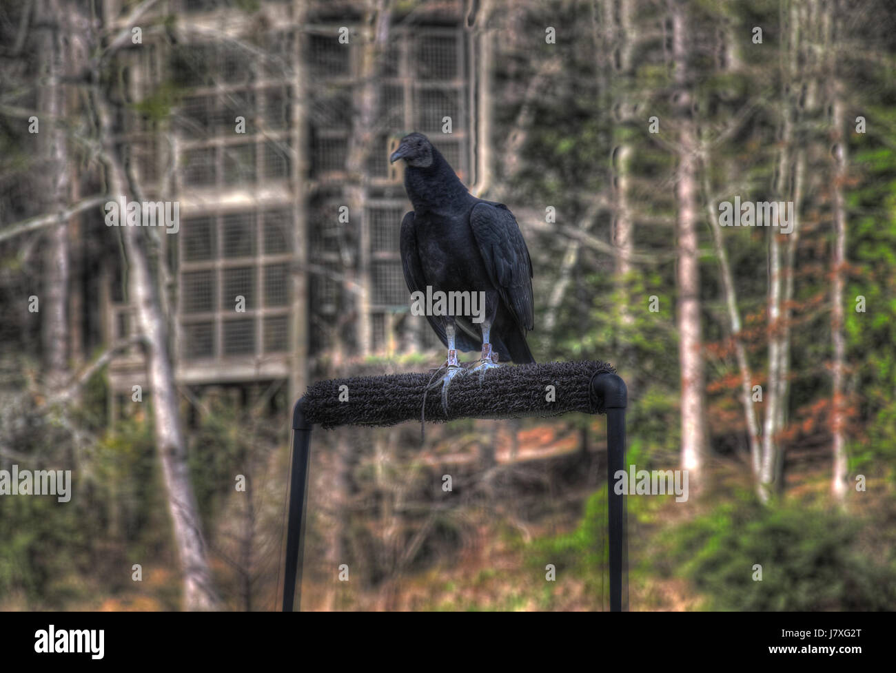 A vulture perched in its natural habitat, identified on June 17, 2012 ...
