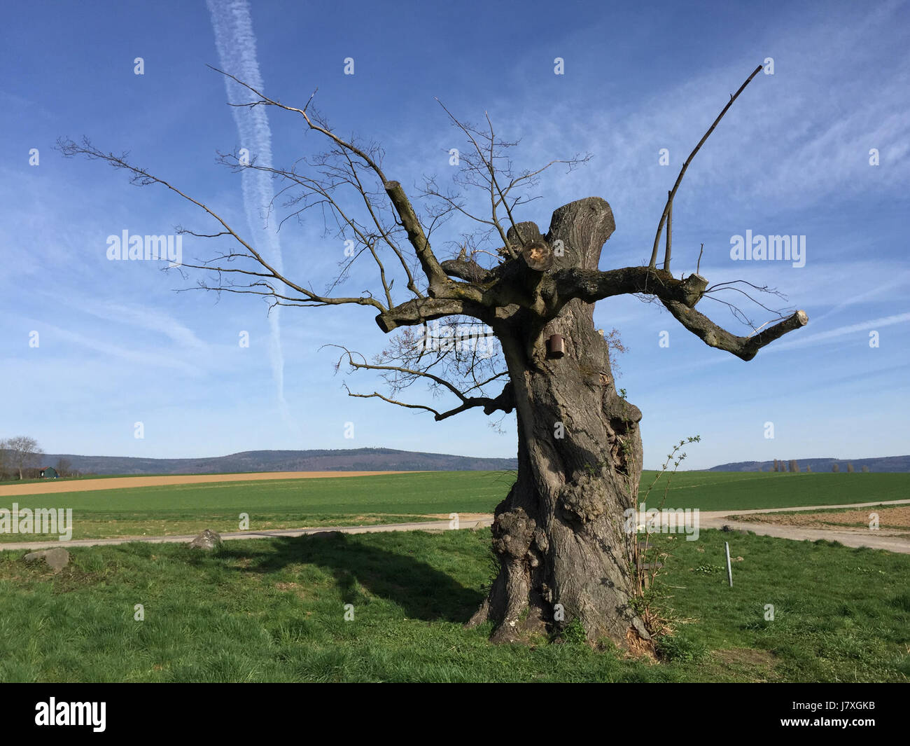 This image depicts the Linde tree in Mittelstedter Feld, Oberursel ...