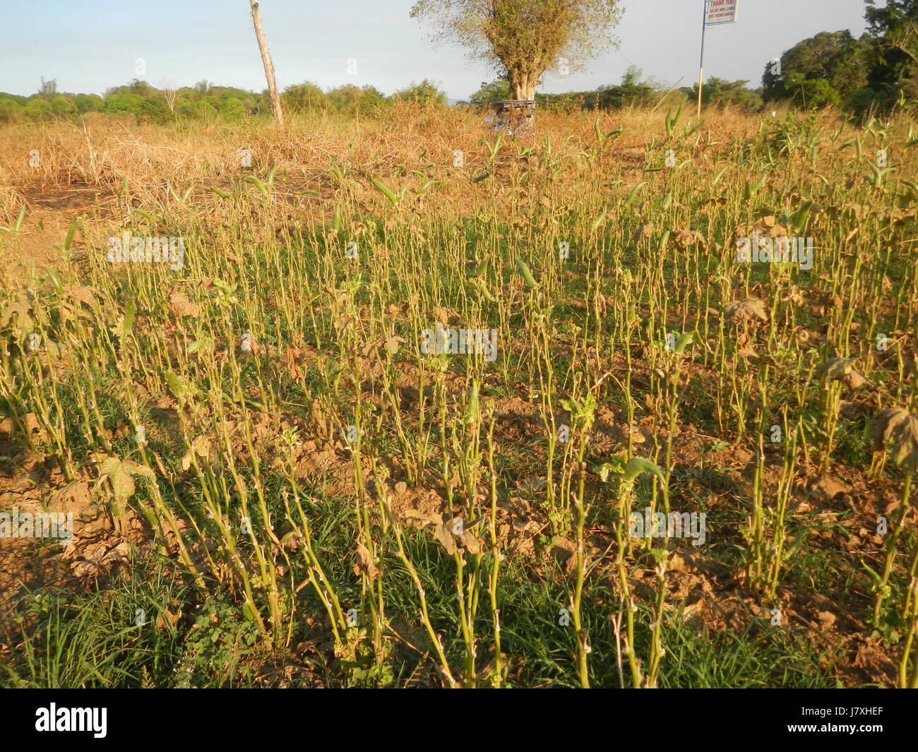 09886 San Rafael Ildefonso Bulacan Municipal Roads Landscapes Barangays ...