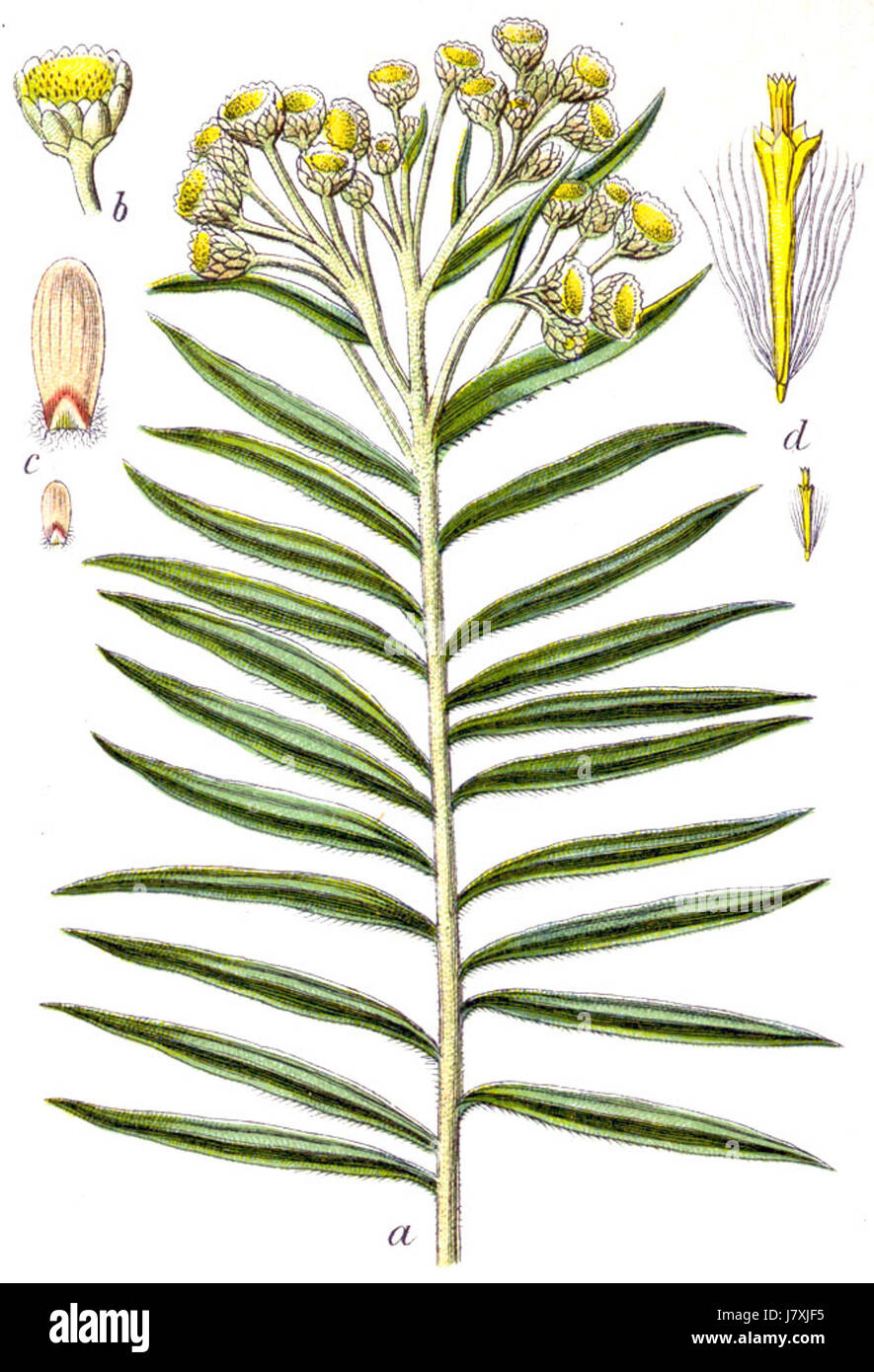 Anaphalis margaritacea, commonly known as pearly everlasting, is a ...