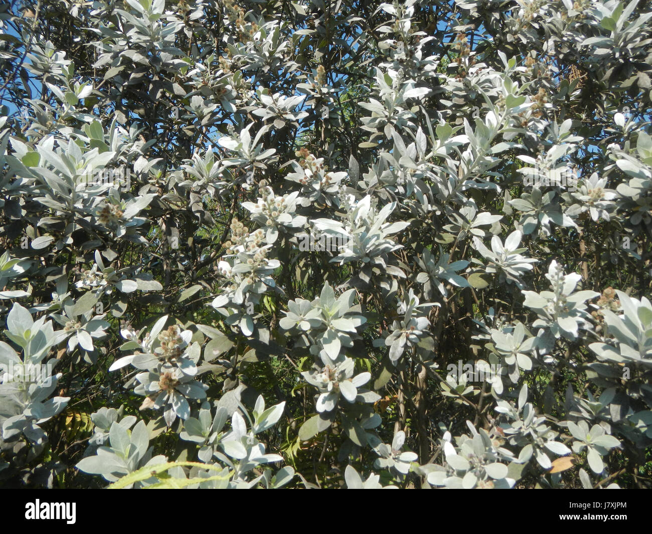 09928 Bougainvillea Conocarpus erectus Silver buttonwood in the ...
