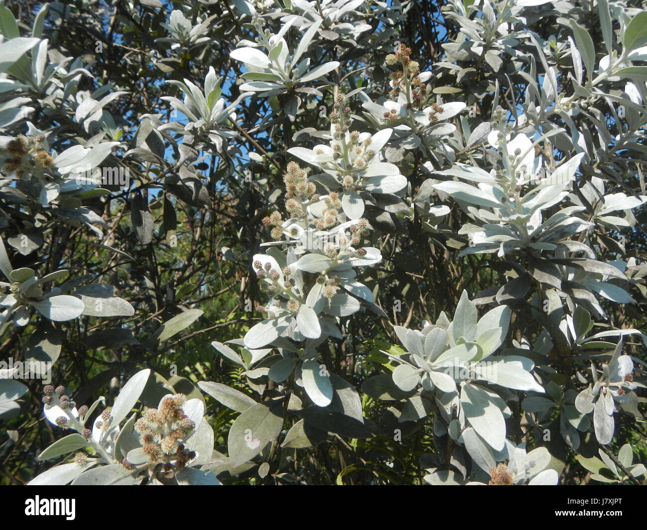 The image captures a variety of plants in the Philippines, including ...
