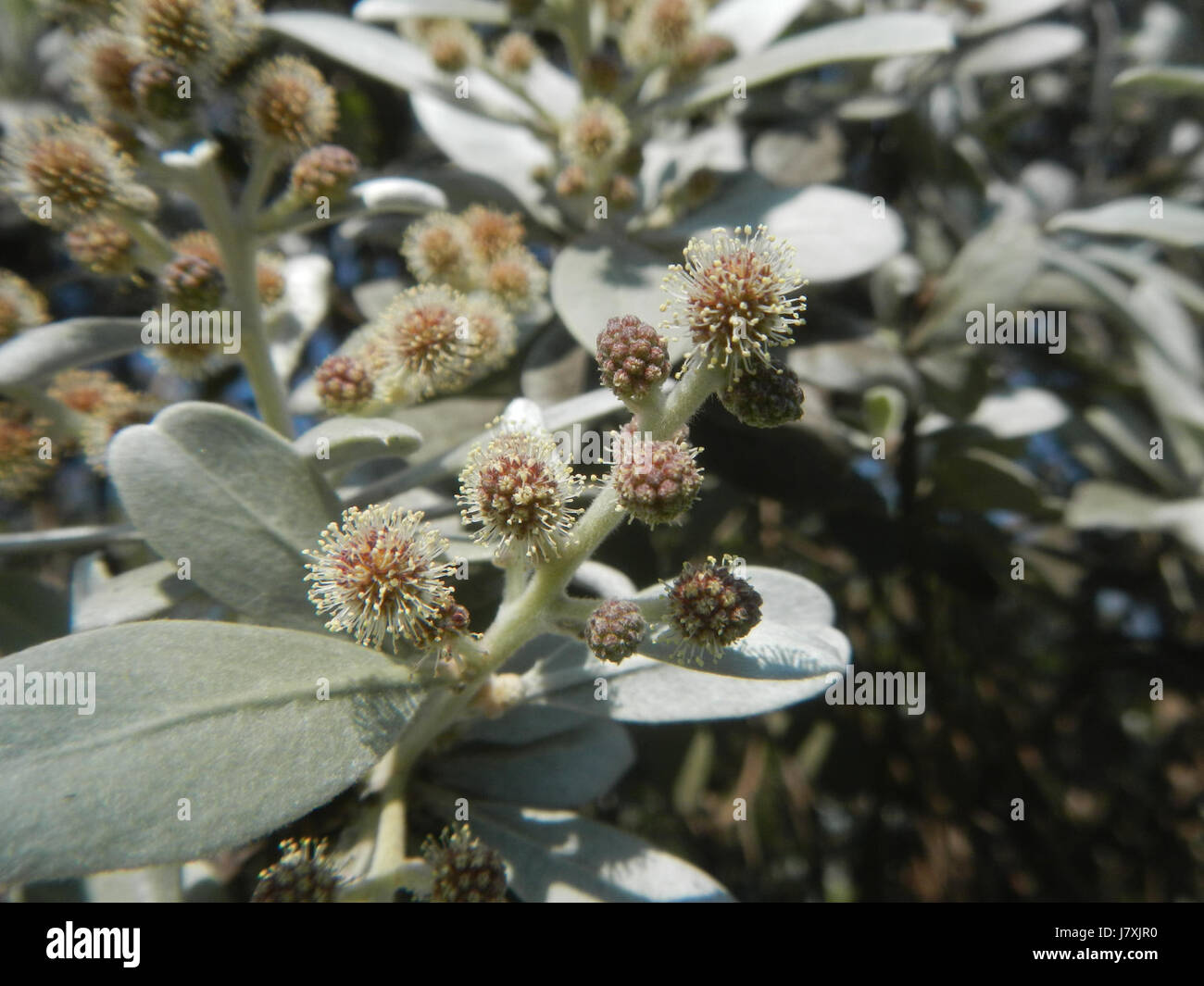 Conocarpus Erectus Flower