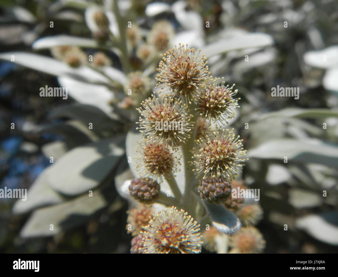 09928 Bougainvillea Conocarpus erectus Silver buttonwood in the ...