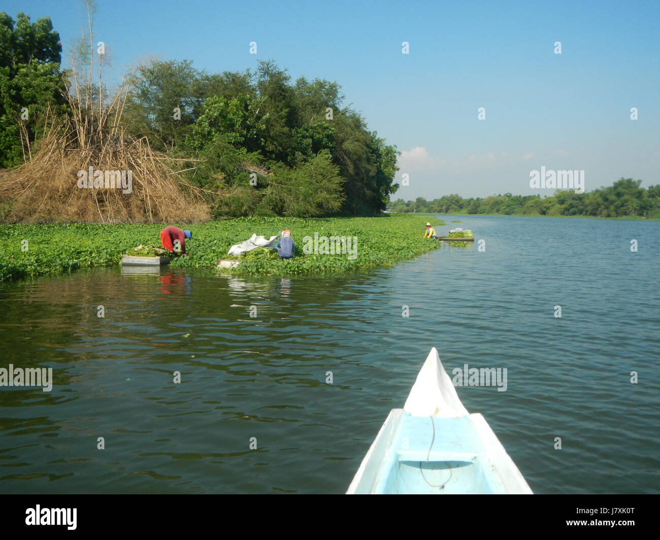 The image depicts the harvesting of Kangkong (water spinach) in the ...