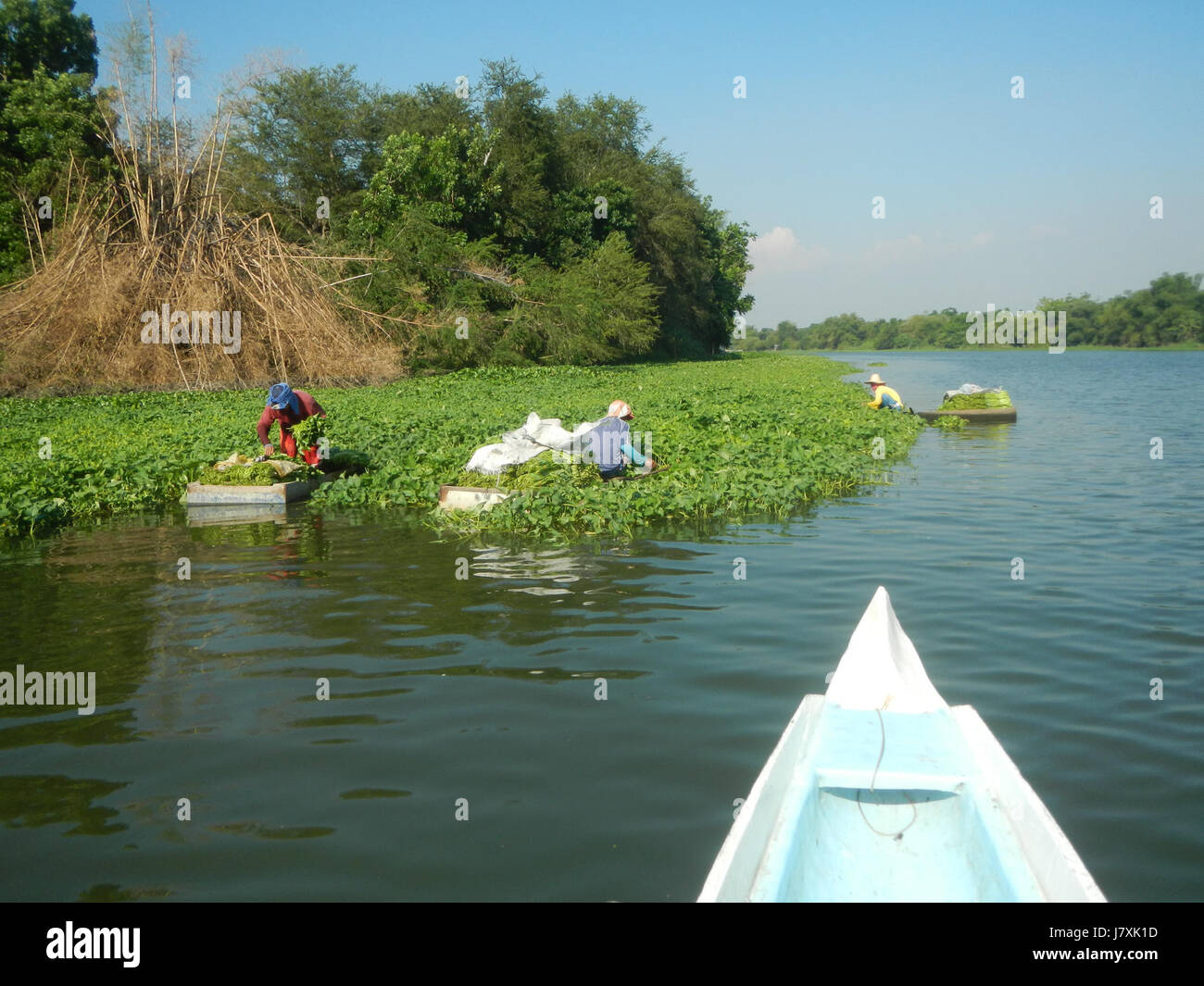 Kangkong, also known as water spinach, is a popular aquatic vegetable ...