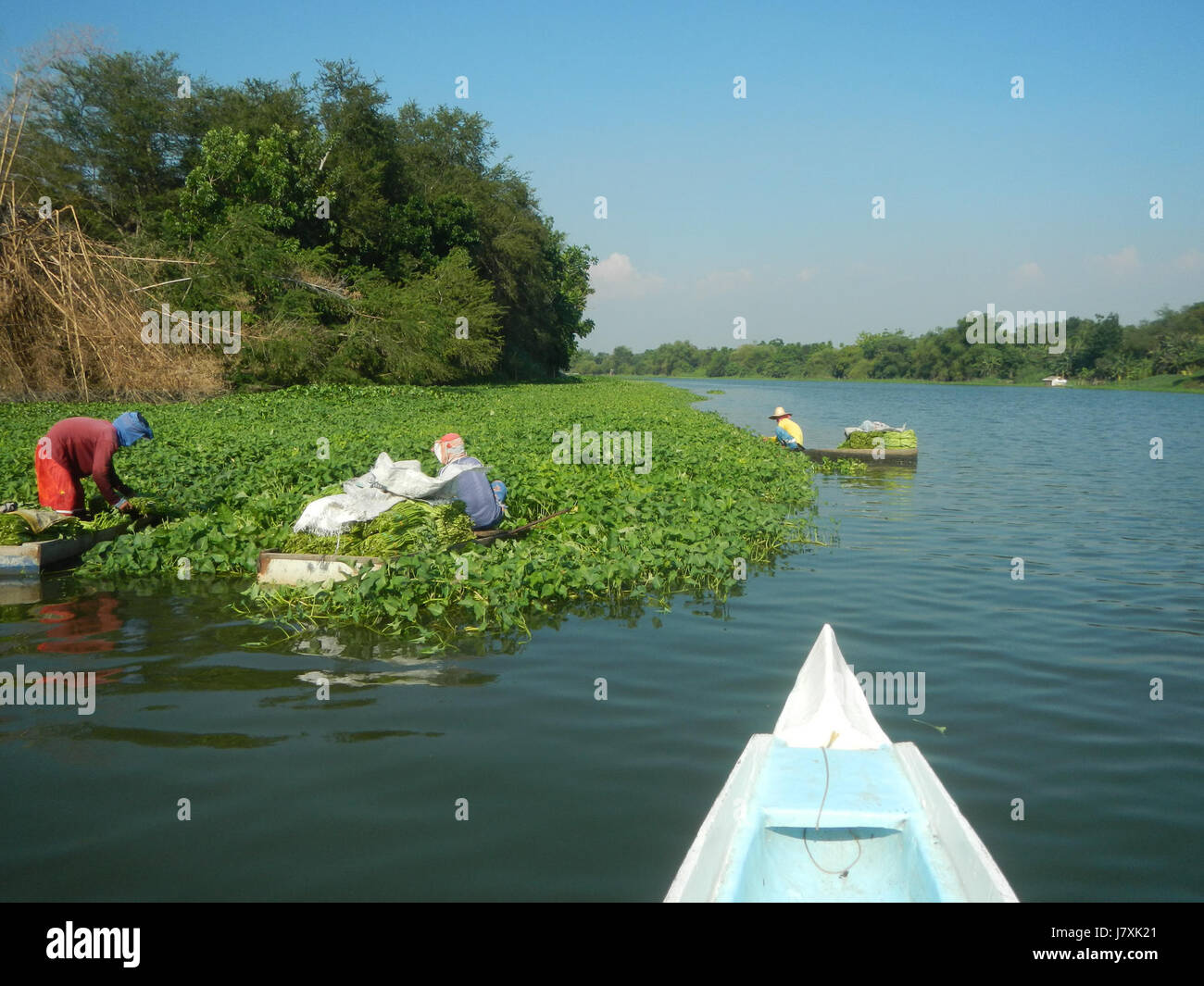 Kangkong hi-res stock photography and images - Alamy