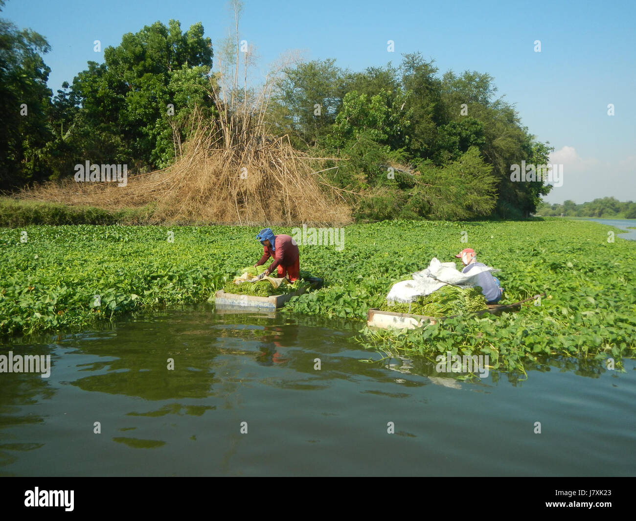 Leaves ipomoea aquatica plant hi-res stock photography and images - Alamy