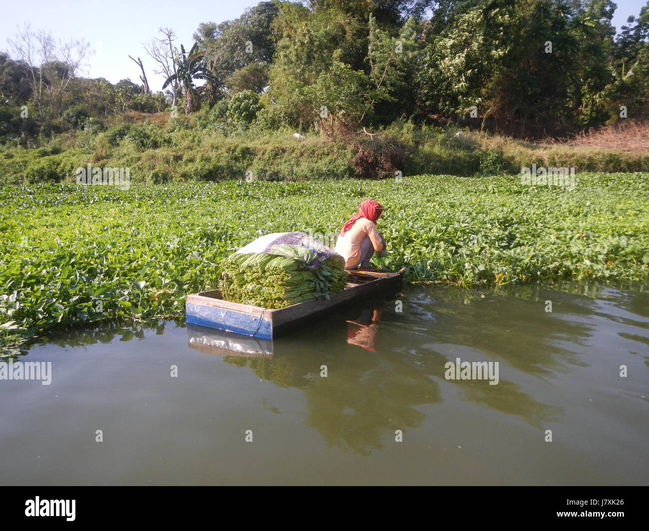 The image depicts the harvesting of Kangkong, a popular leafy vegetable ...