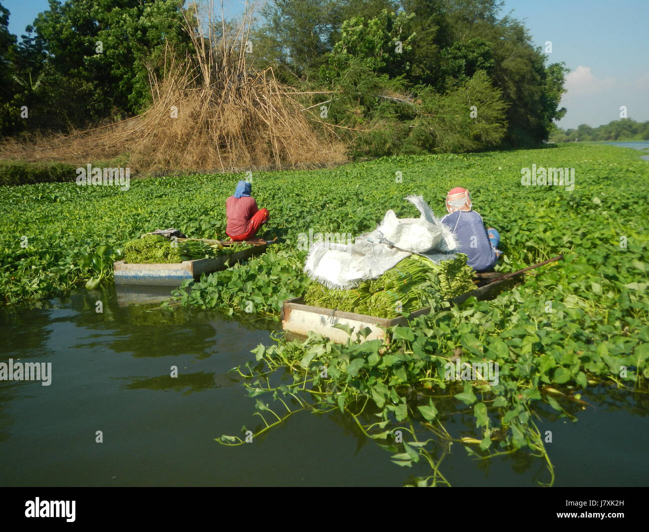 09985 Kangkong harvesting in the Philippines 34 Stock Photo - Alamy