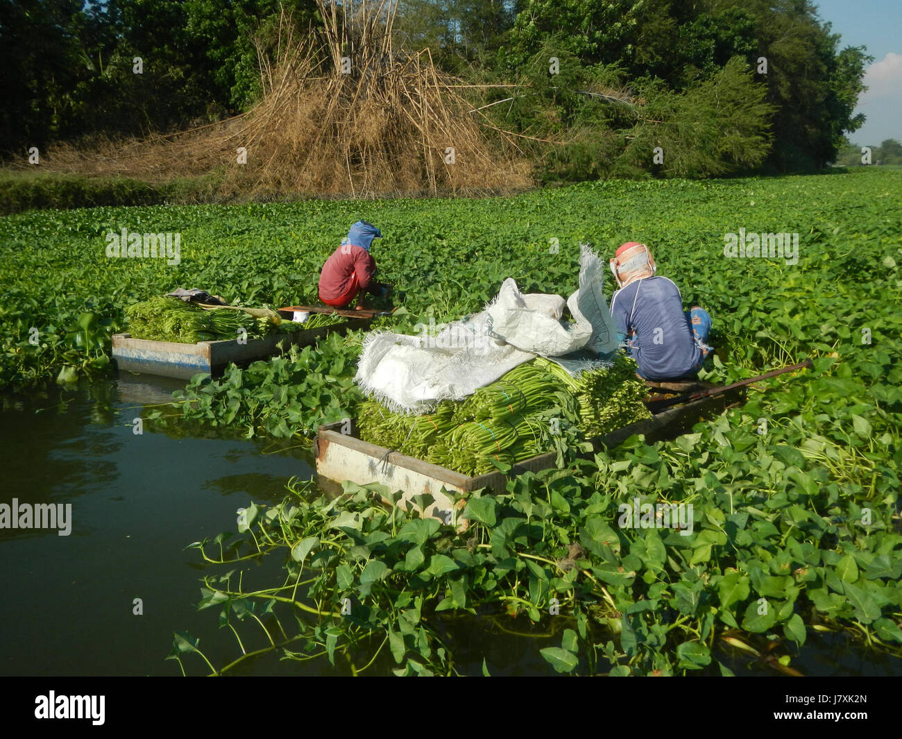 09985 Kangkong harvesting in the Philippines 35 Stock Photo - Alamy