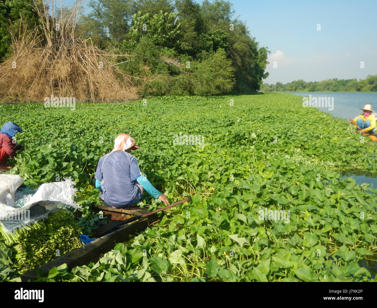 09985 Kangkong harvesting in the Philippines 36 Stock Photo - Alamy