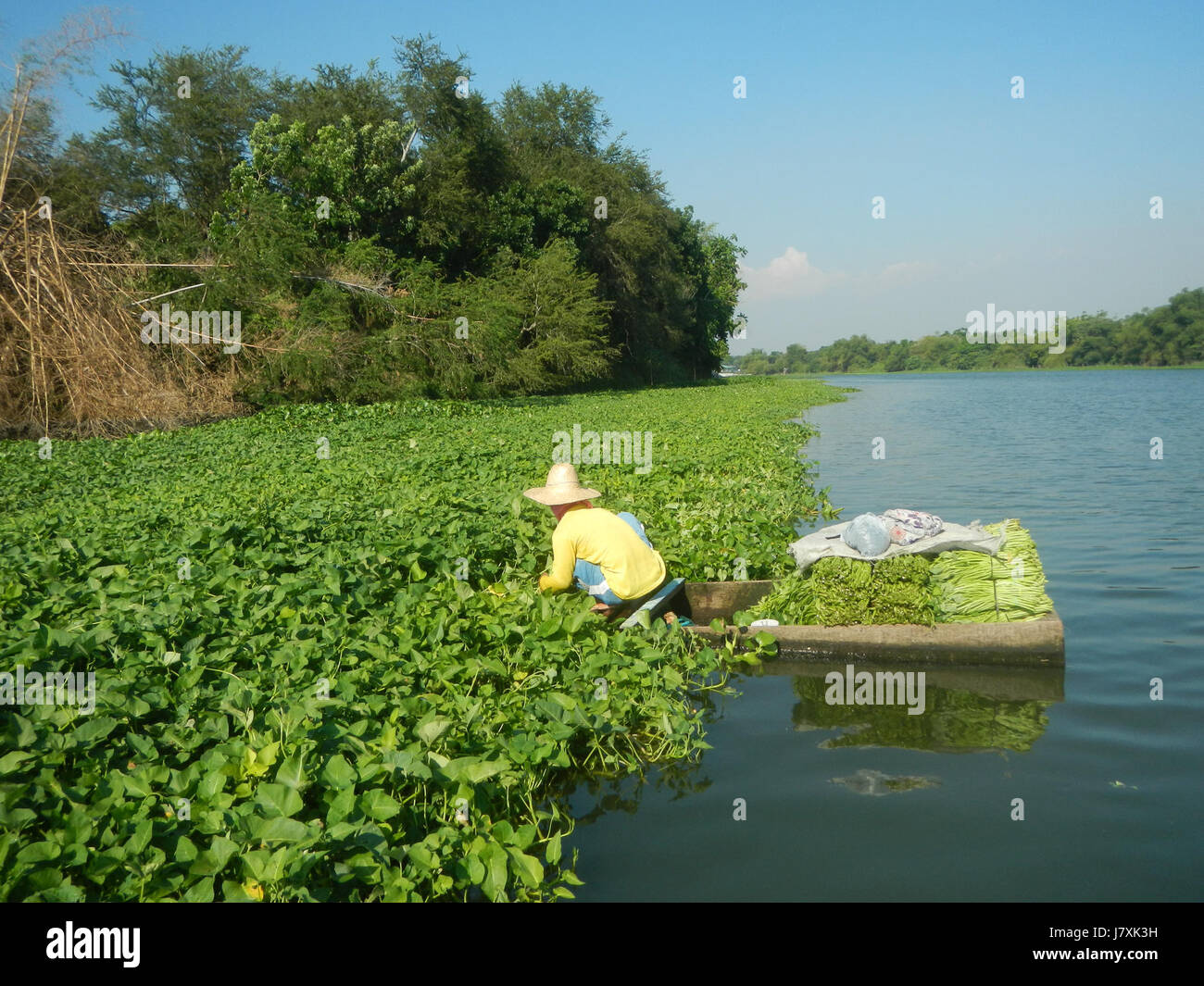 This image captures the traditional harvesting of Kangkong (water ...