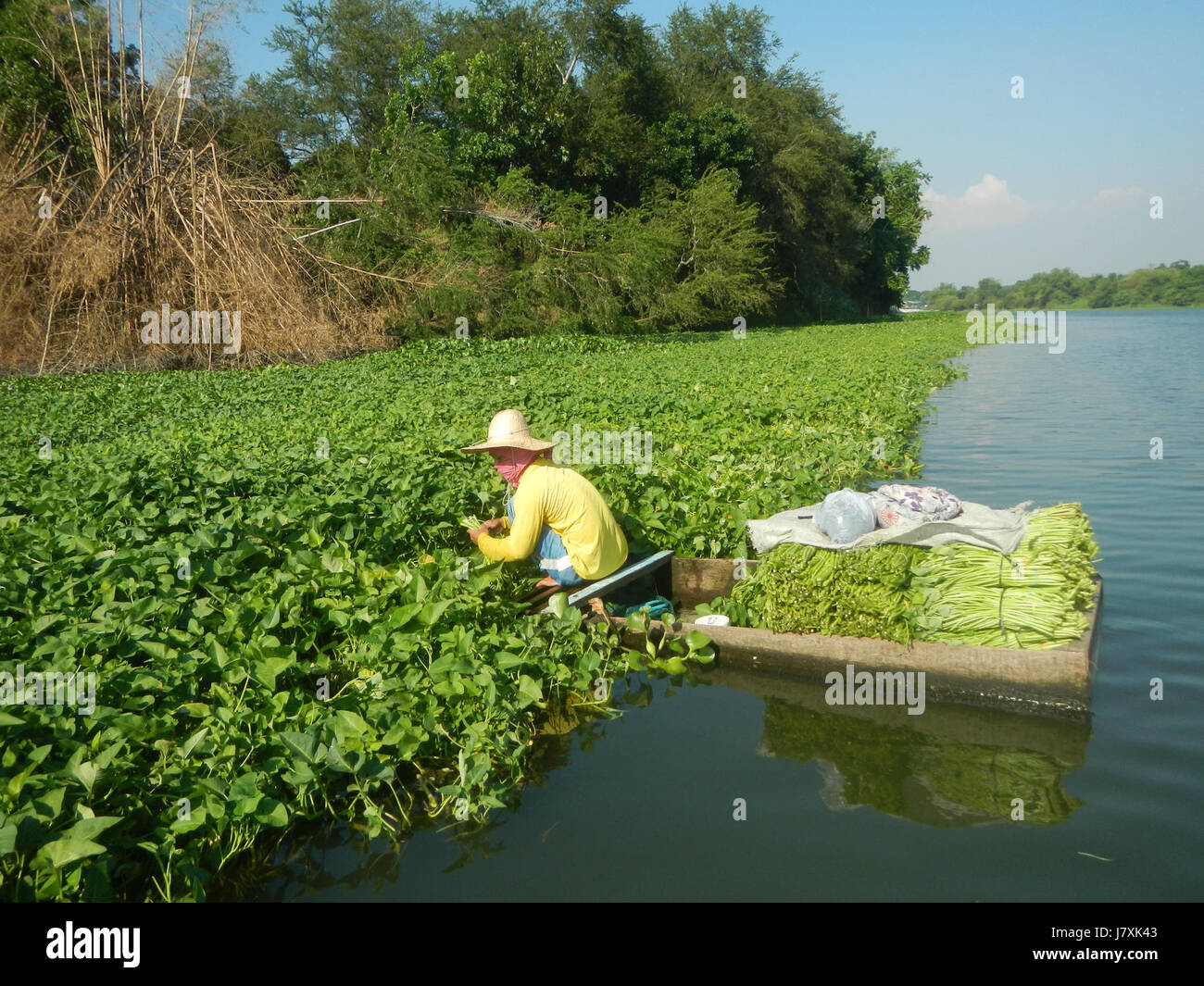 Kangkong, also known as water spinach, is a widely cultivated crop in ...