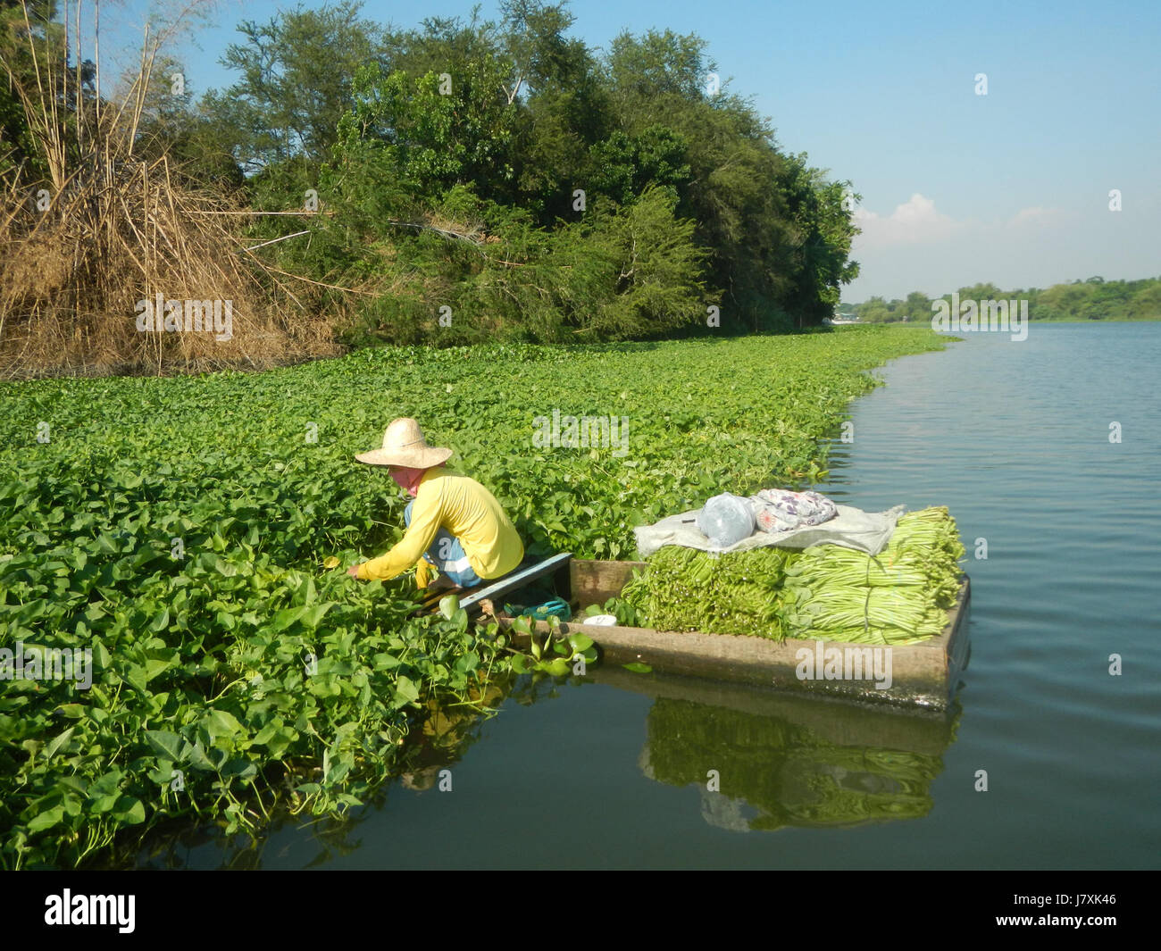 09985 Kangkong harvesting in the Philippines 48 Stock Photo - Alamy
