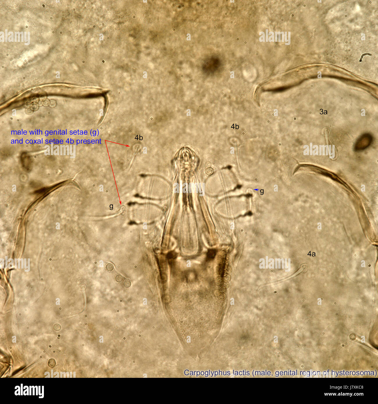 10 Carpoglyphus lactis Vladivostok male aedeagus BF100 Stock Photo - Alamy