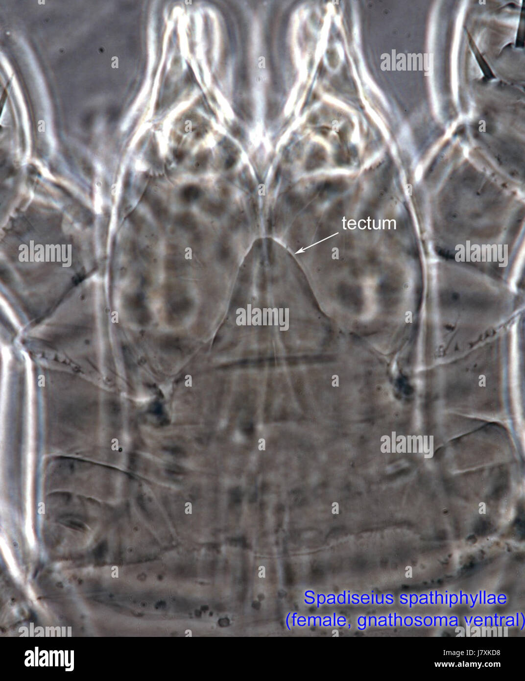 Paratype hi-res stock photography and images - Alamy
