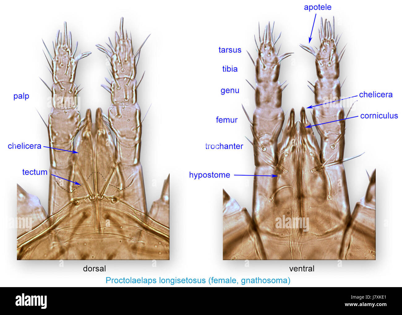 Proctolaelaps longisetosus is a species of mite within the family ...