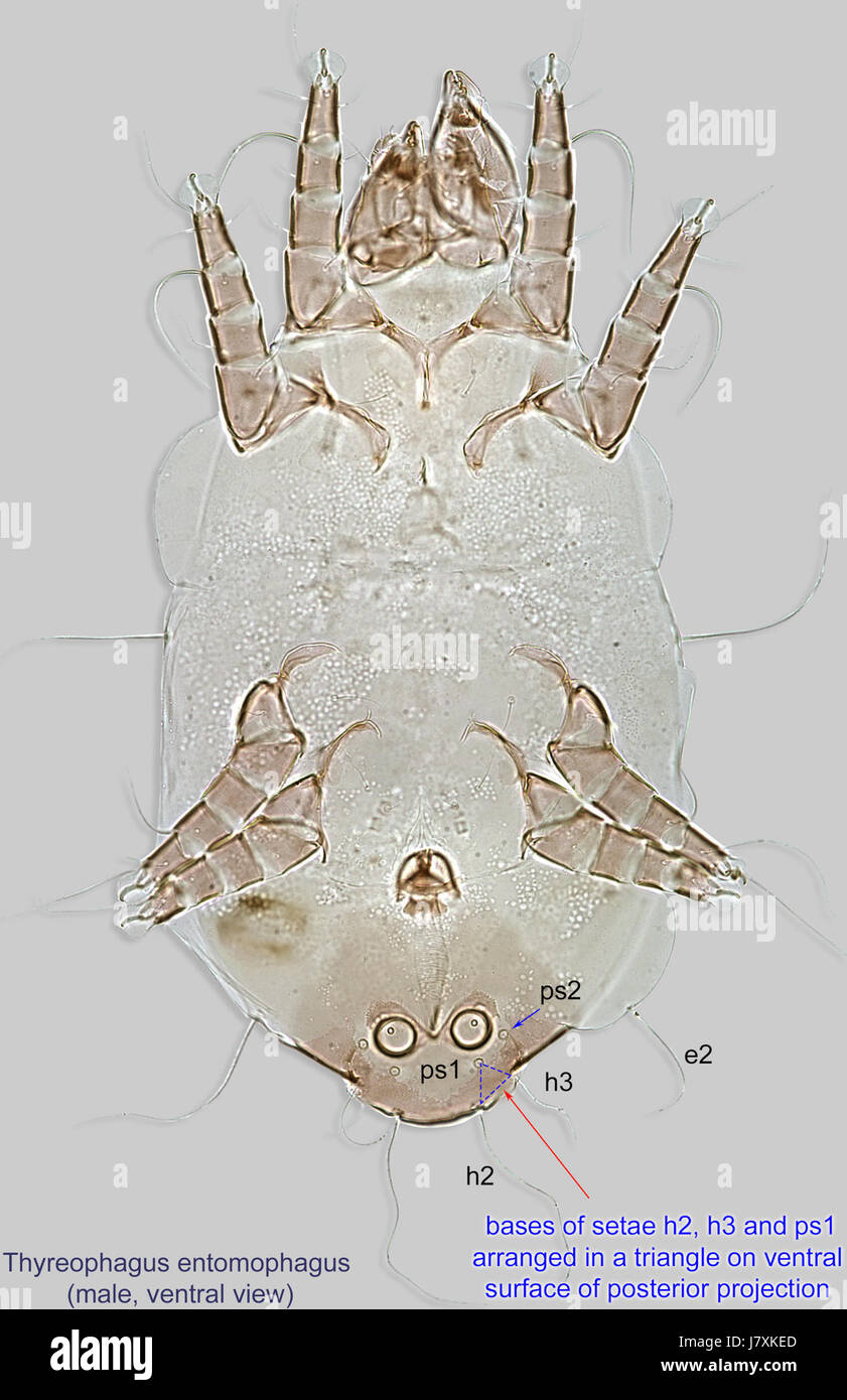 This entry refers to a specific entomological specimen of Thyreophagus ...