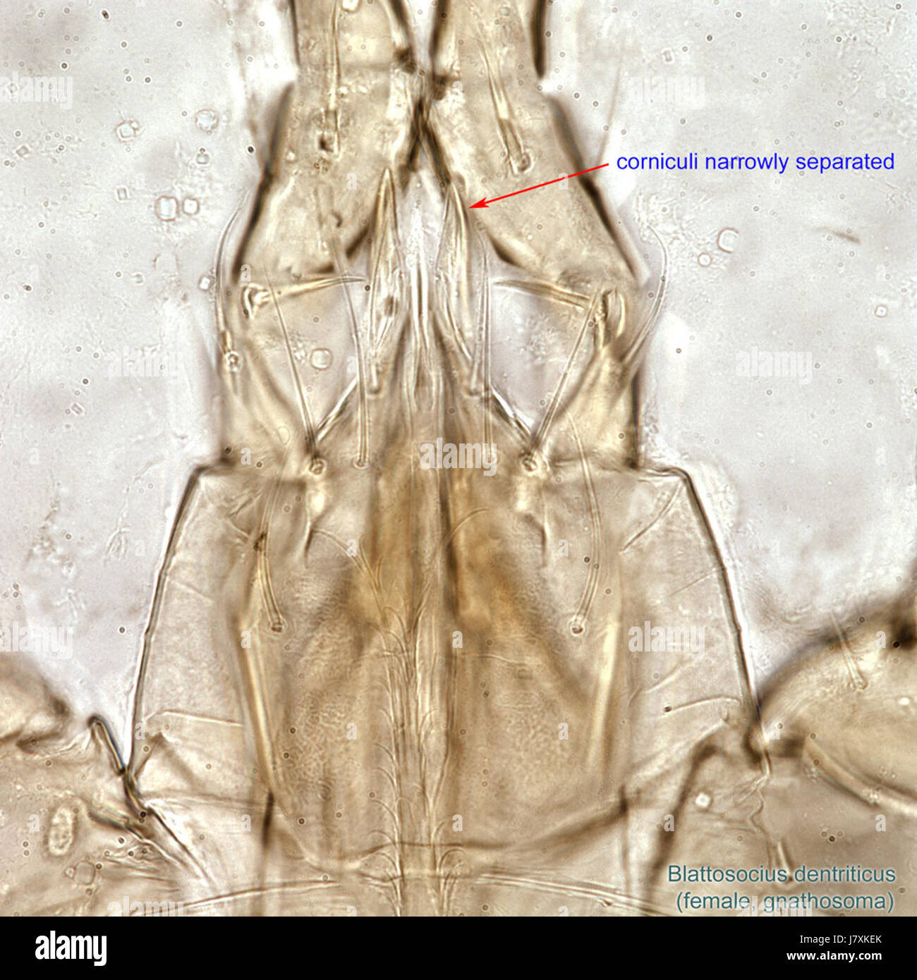 Gnathosoma hi-res stock photography and images - Alamy