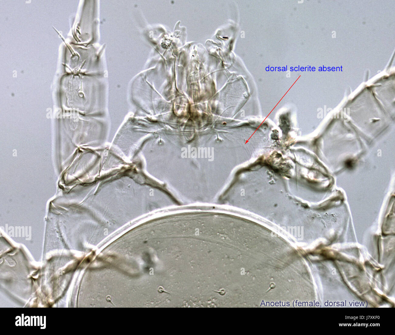This specimen shows the female dorsal sclerite of *Anoetus* from a ...