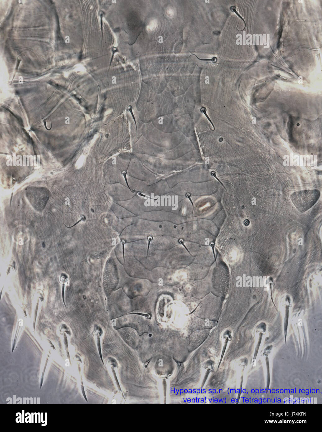 Predatory mite hi-res stock photography and images - Alamy